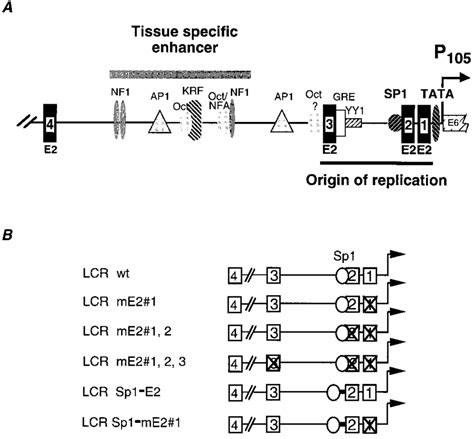 A Representation Of The Regulatory Region Lcr Of Hpv18 E2 Bs Are Download Scientific