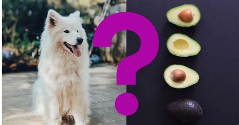 Can Dogs Eat Egg Yolk A Vets Opinion Vetnoms