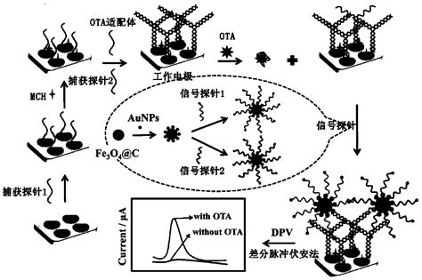 Electrochemical Aptamer Sensor For Quantitatively Detecting Ochratoxin