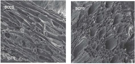 Show The Porous Structure Of Biochar Photomicrograph From Scanning Download Scientific Diagram