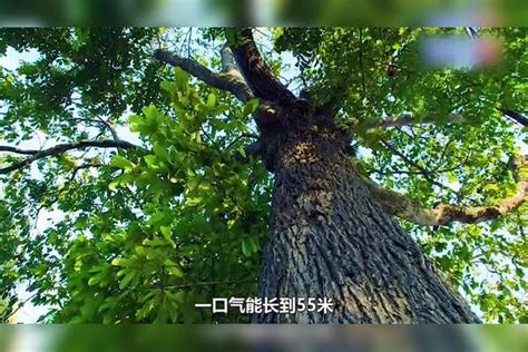 疣猪绝对是搓澡文化的领导者天天洗泥浴让獴按摩