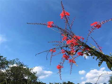 大股东控制公司多年拒绝分红？给小股东支下招居立