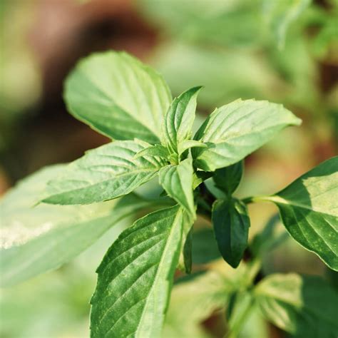 10 Basil Varieties To Grow In Your Garden