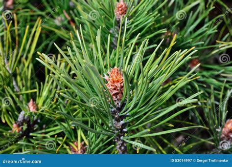 Pinus Mugo Backlit Stock Image Image Of Bright Mugo 53014997