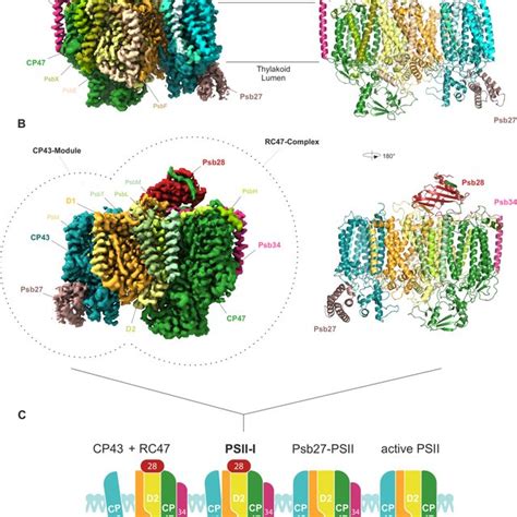 Cryo Em Map Of A Psii Assembly Intermediate Psii I From T Elongatus