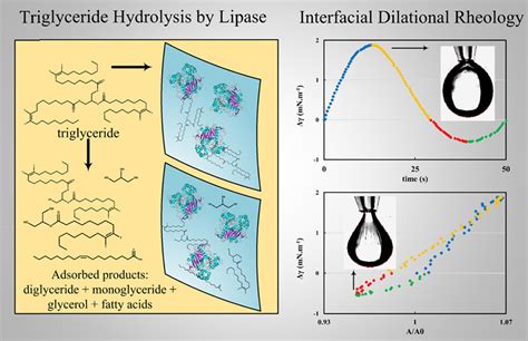 Triglyceride Hydrolysis