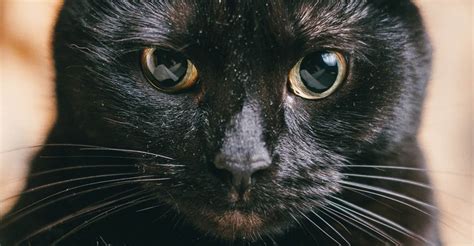 ბონუსები რომელსაც ადამიანი სახლში კატასთან ერთად ცხოვრებისგან იღებს