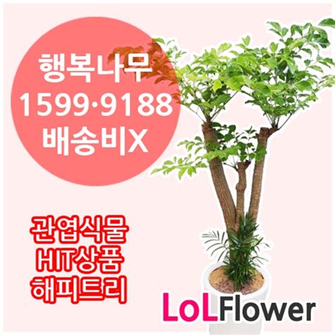 1599 9188 관엽식물 개업화분 행복나무 해피트리 축하화분 꽃배달 화분 축하화분 창업화분 Em 용인언남동꽃집 지역별꽃배달