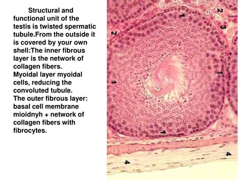 Ppt Histology Of Male Reproductive System Powerpoint Presentation