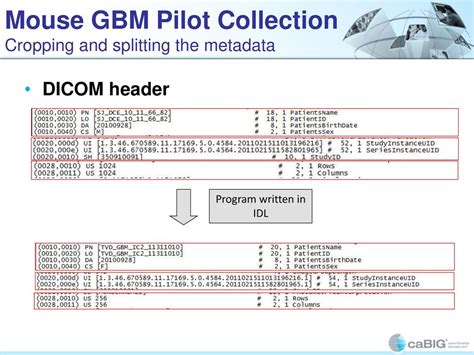 Mouse Gbm A Pilot Collection On Nbia Ppt Download