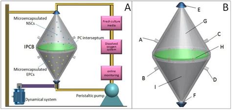 Schematic For Structure And Function Of Immnuoisolation Perfusion Schematic For Structure And Function Of Immnuoisolation Perfusion