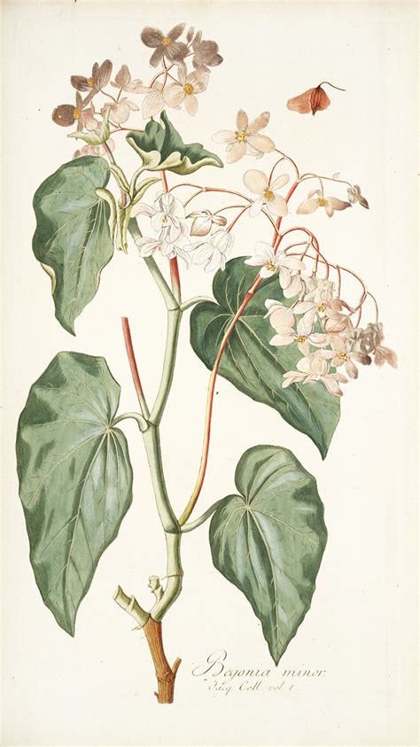Begonia Minor Artvee
