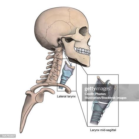 Sagittal View Stock Fotos Und Bilder Getty Images
