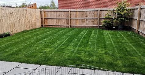 First Mow After Dethatch Fert And Reseed Album On Imgur