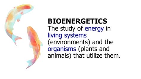Bioenergetics Pptx