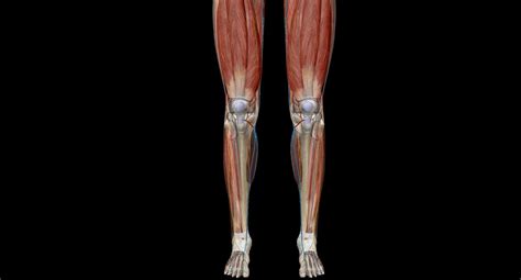 Premium Photo The Knee Is A Modified Hinge Joint Which Permits
