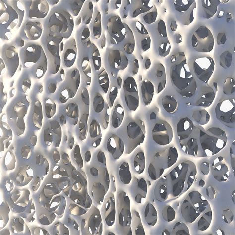 Bone Structure Sponge 3d Model