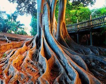 Tree Roots Wall Art Etsy