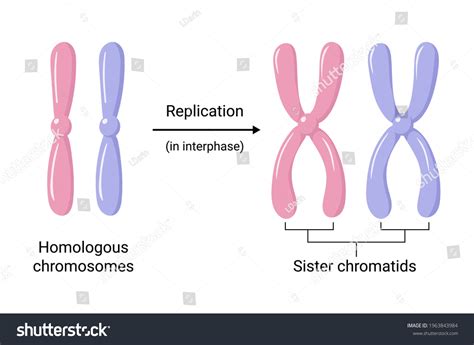 Vector Illustration Chromosomal Replication During Interphase Stock Vector Royalty Free