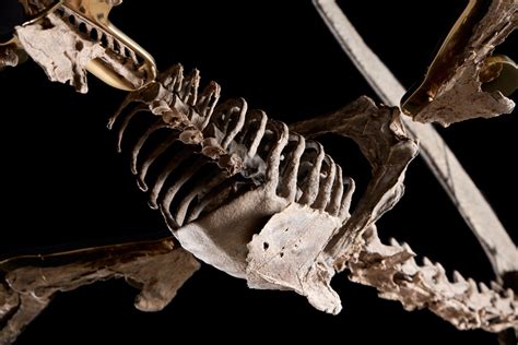 This 85 Million Year Old Pterodactyl Skeleton Just Sold For Nearly 4