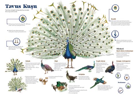 Peacock Infographic Design Behance
