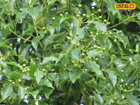 অনাদরে বেড়ে ওঠা এই গাছ ই ওষুধের ভান্ডার কমবে সর্দি কাশি সব ব্যথাকে
