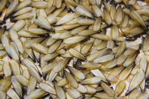 How To Get Rid Of Flying Termites Topbest Pest Services Inc