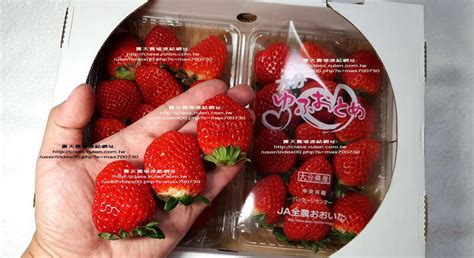 幼幼班 商品名稱草莓苗草莓種子日本草莓 日本大分 優姬 100元一份70粒 露天市集 全台最大的網路購物市集