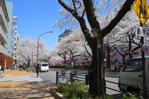播磨坂さくら並木 観光 旅案内 たびあん
