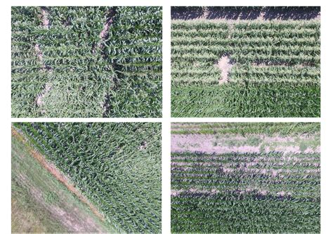Figure 1 From Maize Tassel Detection From Uav Imagery Using Deep