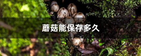 蘑菇能保存多久 如意谷