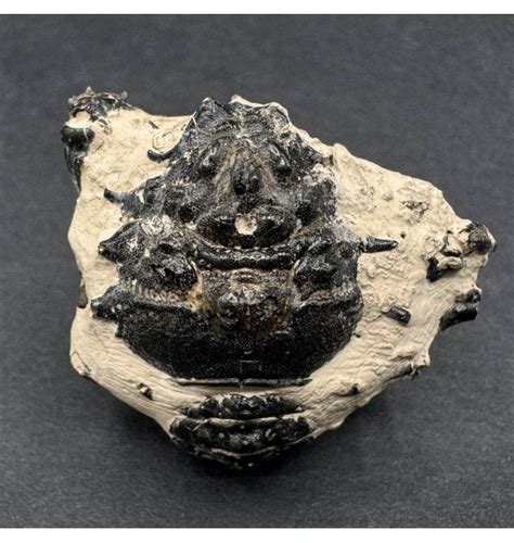 Fossils For Sale Fossils British Fossils For Sale