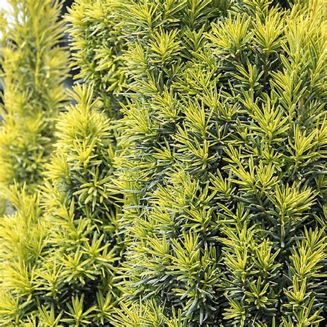Taxus Baccata Shining Light In 9cm Pot Dwarf Fastigiate Yew