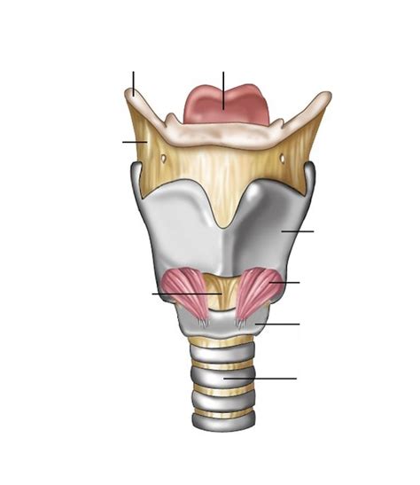 Voice Disorders Quiz Diagram Quizlet