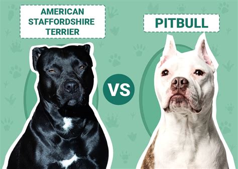 Cual Es La Diferencia Entre Un Pitbull Y Un Staffordshire Terrier Americano