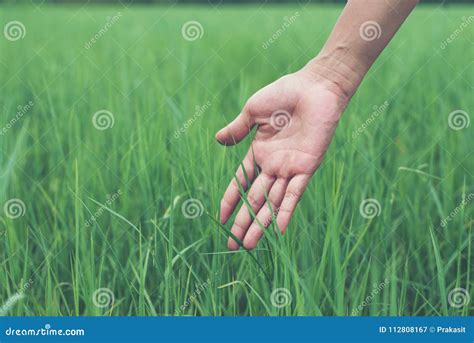 Young Woman Hand Touching Enjoy With Green Grass Stock Image Image