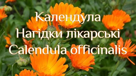 Нагідки лікарські Youtube