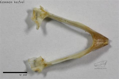 Common Kestrel Male Skull Base