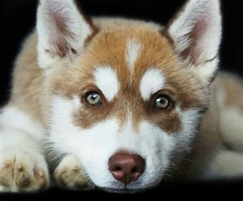 Droll Siberian Husky Green Eyes L2sanpiero