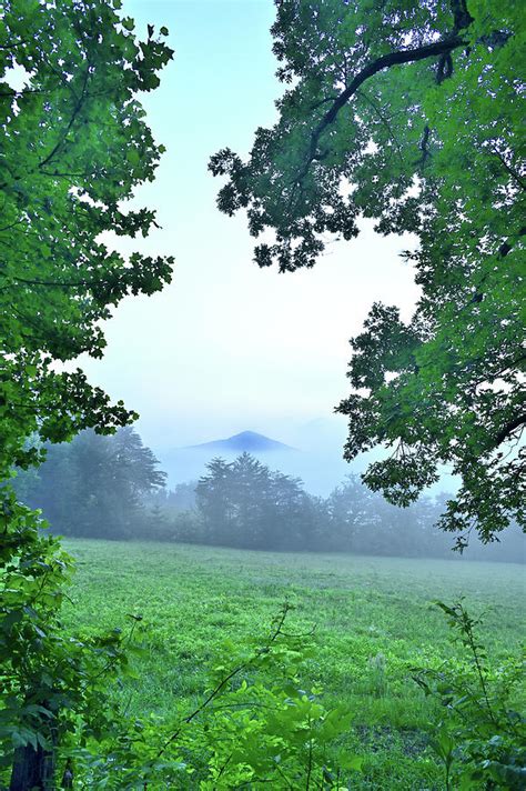 Peaking Through Photograph By Thomas Shockey Fine Art America