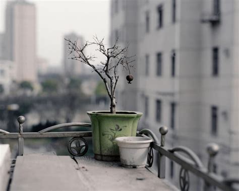 Shen Wei Chinese Sentiment