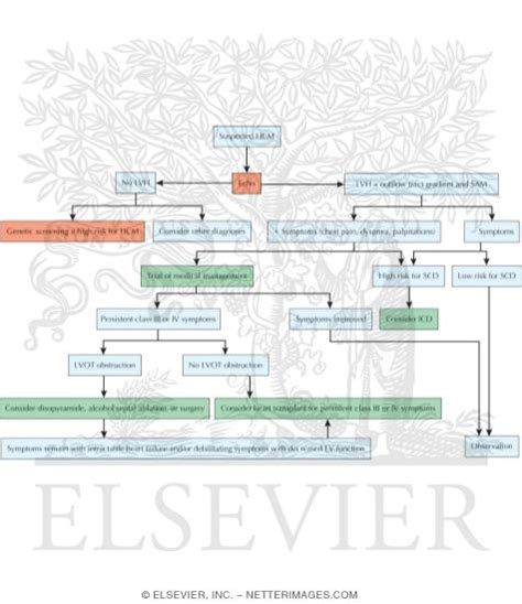 Diagnostic Algorithm For Suspected Hypertrophic Cardiomyopathy Hcm