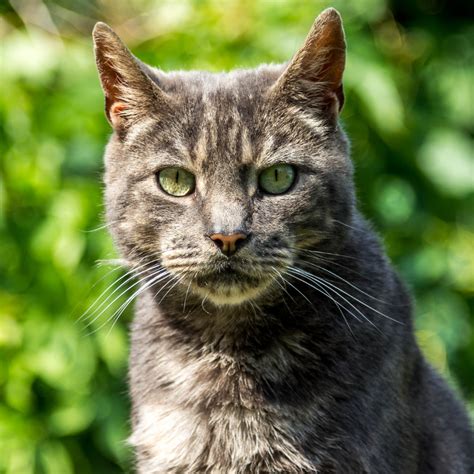 Yuk Kenali Ciri Ciri Kucing Mixdome Domestik Dan Ras Asli