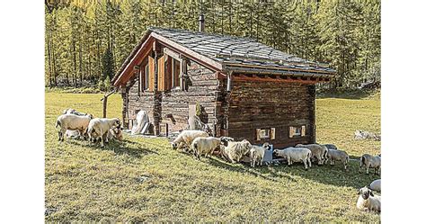 Следете за копитен гнилец и през юни при овцете има хроничен характер Български Фермер