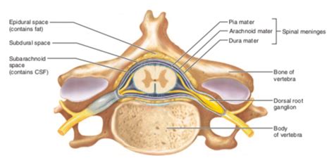 Week 9 The Notion Of Mixed Spine Segmental Nerves And The Equivalents