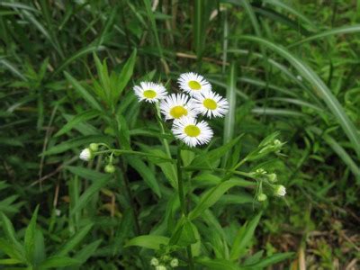 ヒメジョオン 植物 弥栄ダム周辺の生き物