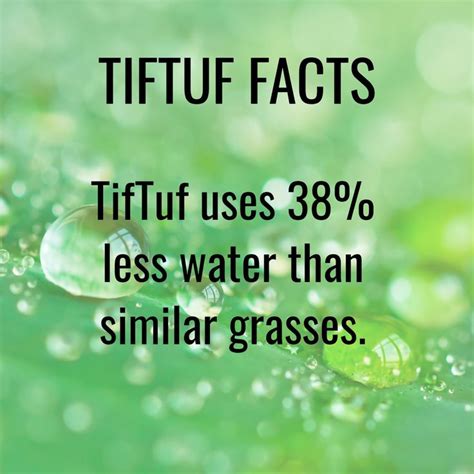 Tiftuf Bermuda Grass The Ultimate Guide