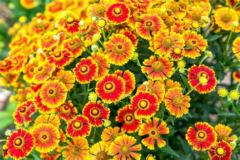 Sneezeweed