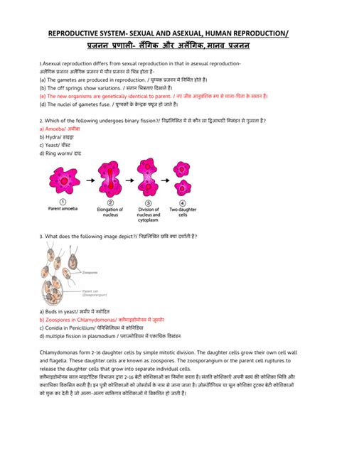 Reproductive System Questions 1 Pdf