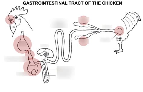 Chicken Digestive Anatomy Diagram Quizlet